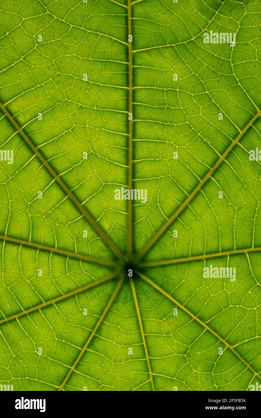 Closeup of green leaf veins and structures Stock Photo - Alamy