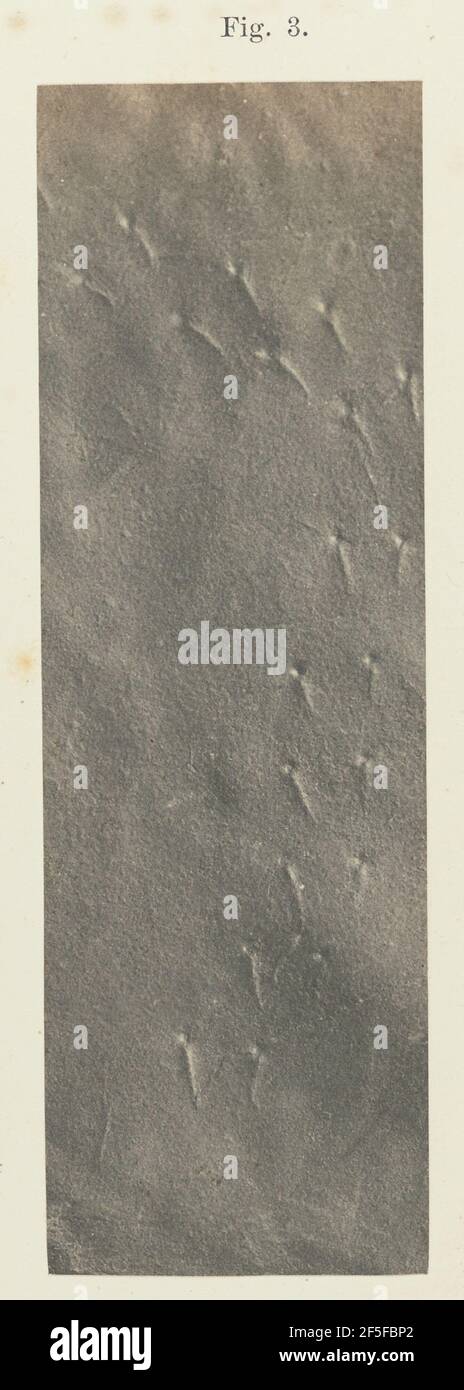 Plate 41 figure 3 hi-res stock photography and images - Alamy