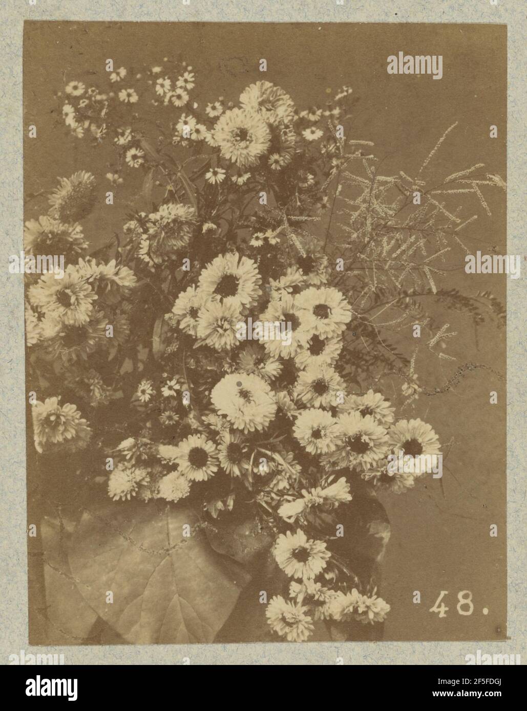 Floral study. Triby Stock Photo - Alamy