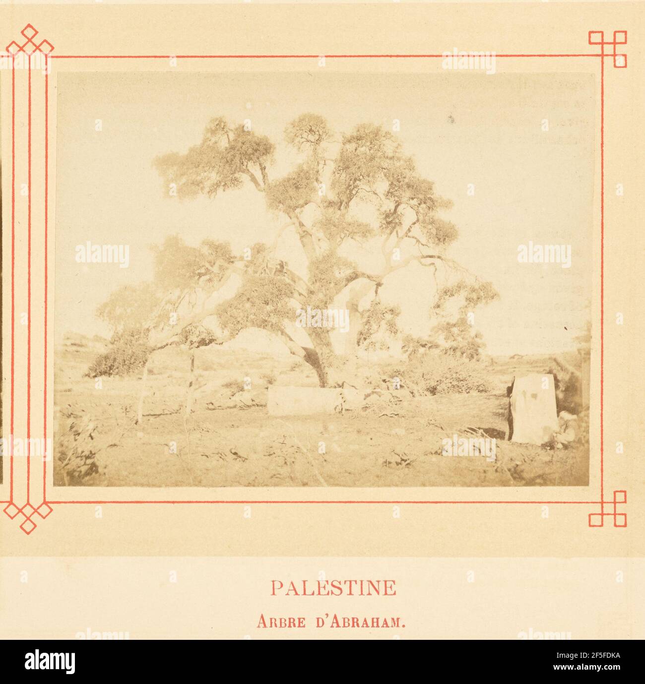 Arbre d'Abraham.. Félix Bonfils (French, 1831 - 1885 Stock Photo - Alamy