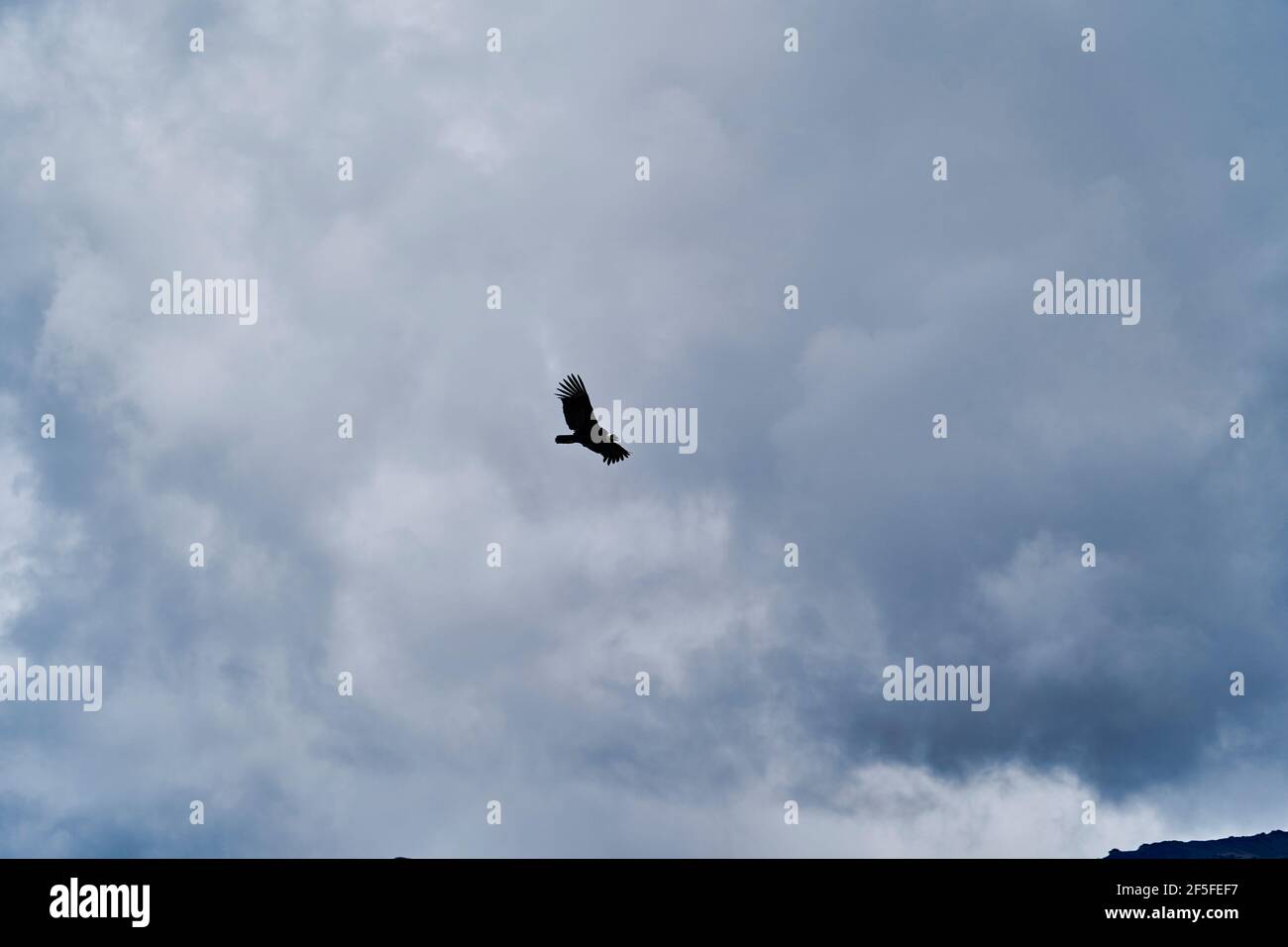 Andean condor, Vultur gryphus, soaring over the Colca Canyon in the ...