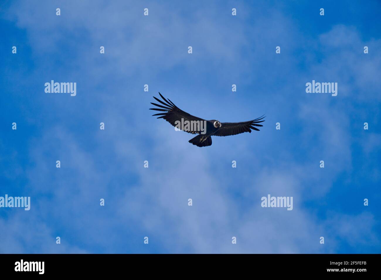Andean condor, Vultur gryphus, soaring over the Colca Canyon in the ...