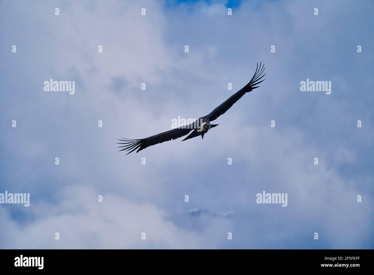 Andean condor, Vultur gryphus, soaring over the Colca Canyon in the ...