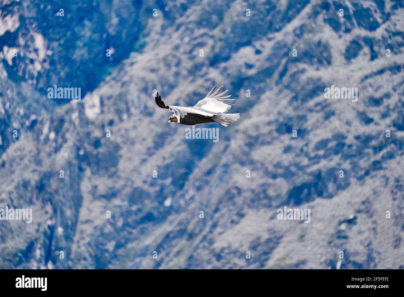 Andean condor, Vultur gryphus, soaring over the Colca Canyon in the ...