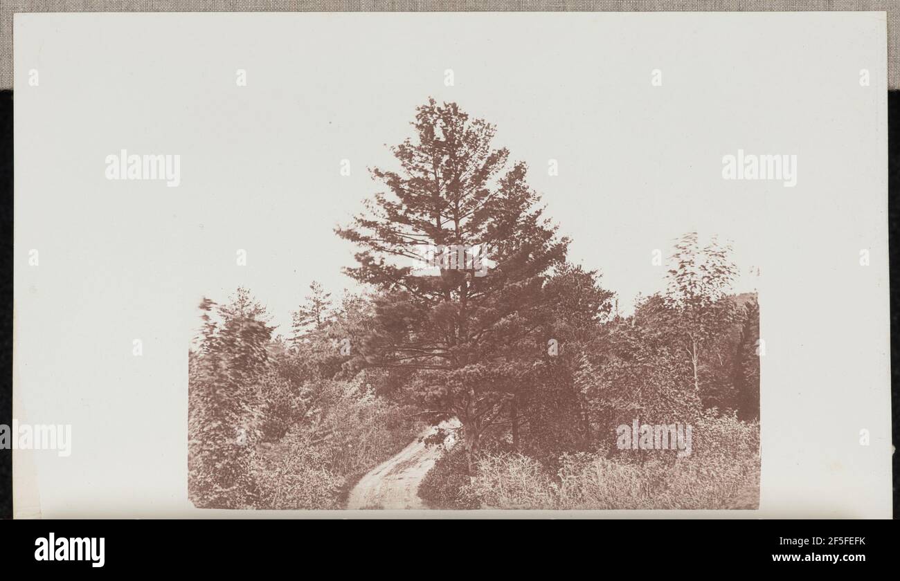 White Pine standing on the Entrance to a Wood in Melrose. Wilson Flagg ...