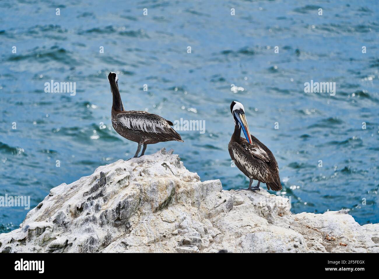 Bird colony in Paracas national park at the Pacific Ocean coast line of ...