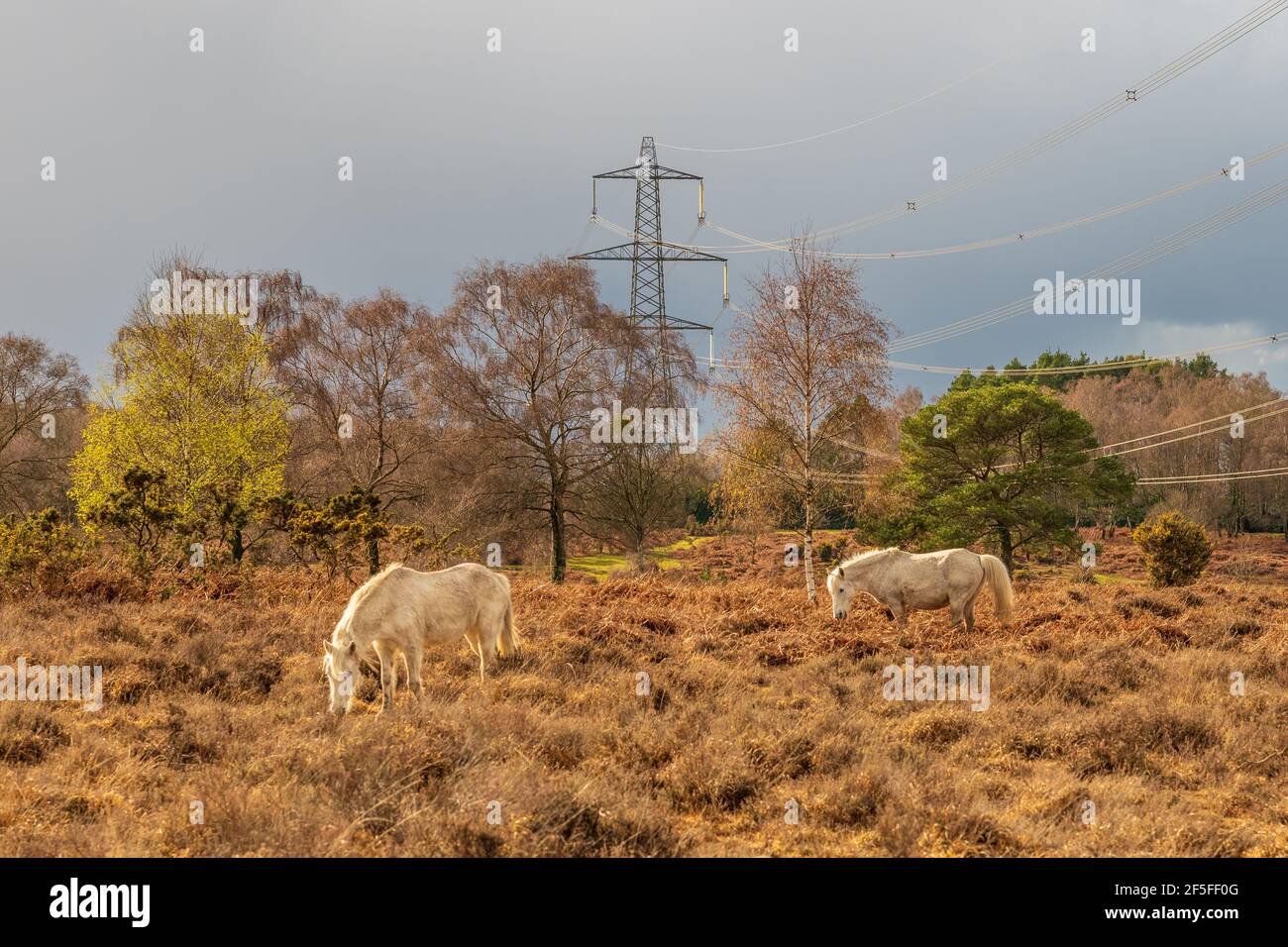 New Forest ponies grazing near a National Grid pylon. A line of pylons ...