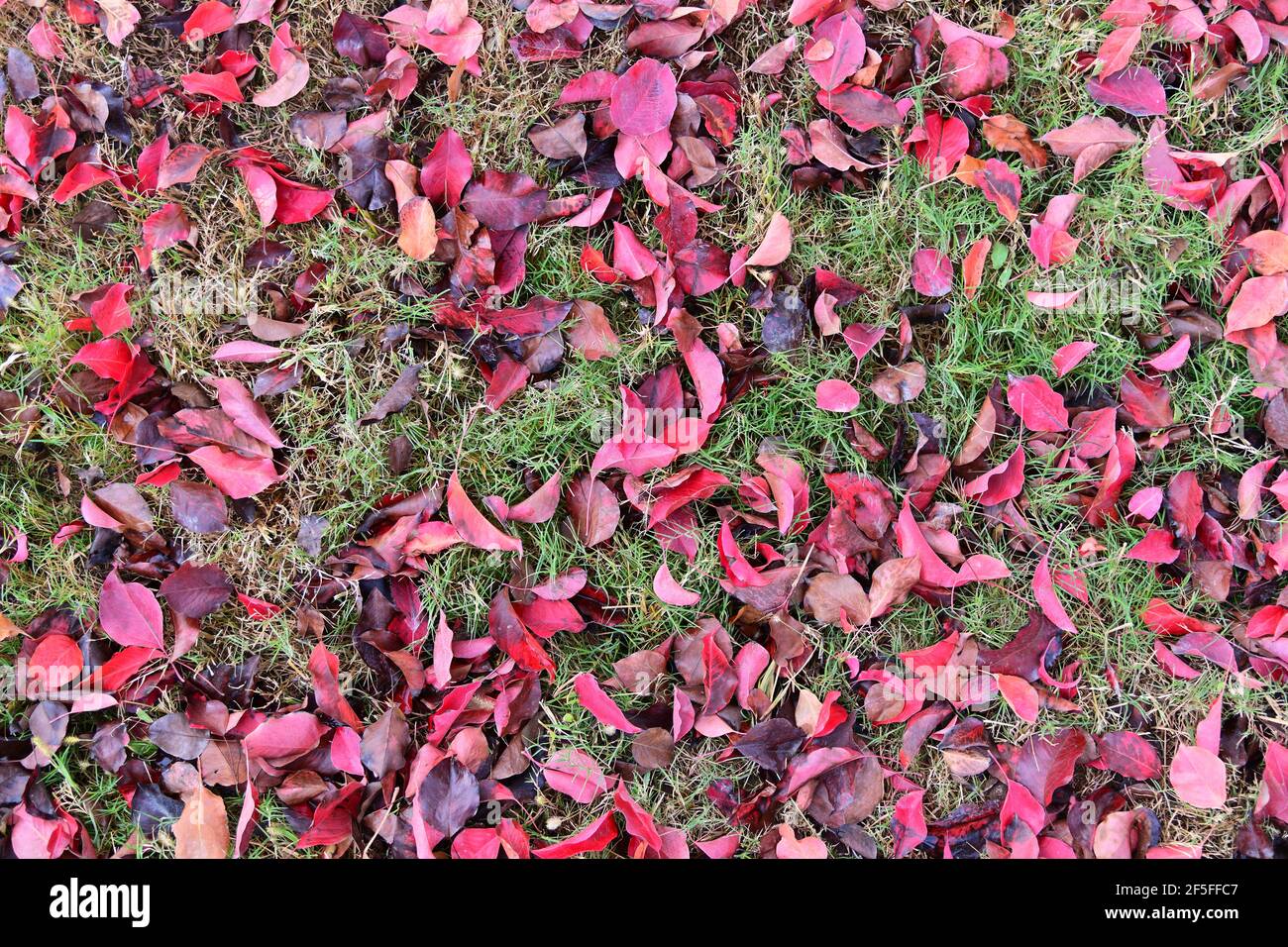 Lawn leaf hi-res stock photography and images - Alamy