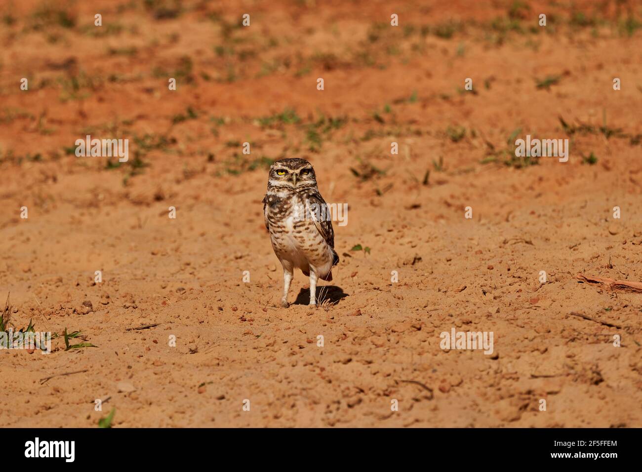 burrowing owl, Athene cunicularia, sitting at their den in the Pantanal ...
