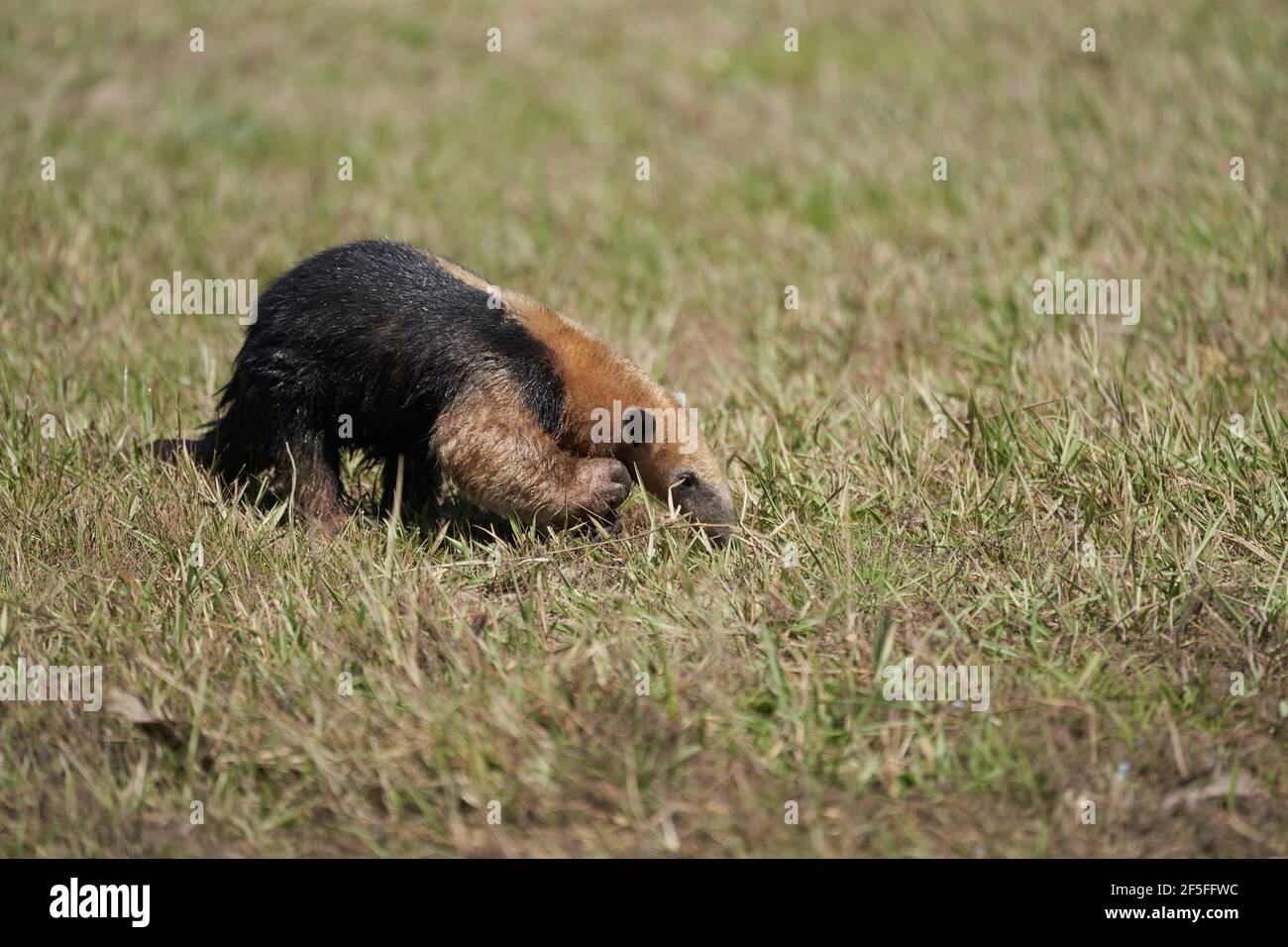 southern tamandua, Tamandua tetradactyla, also collared anteater or ...