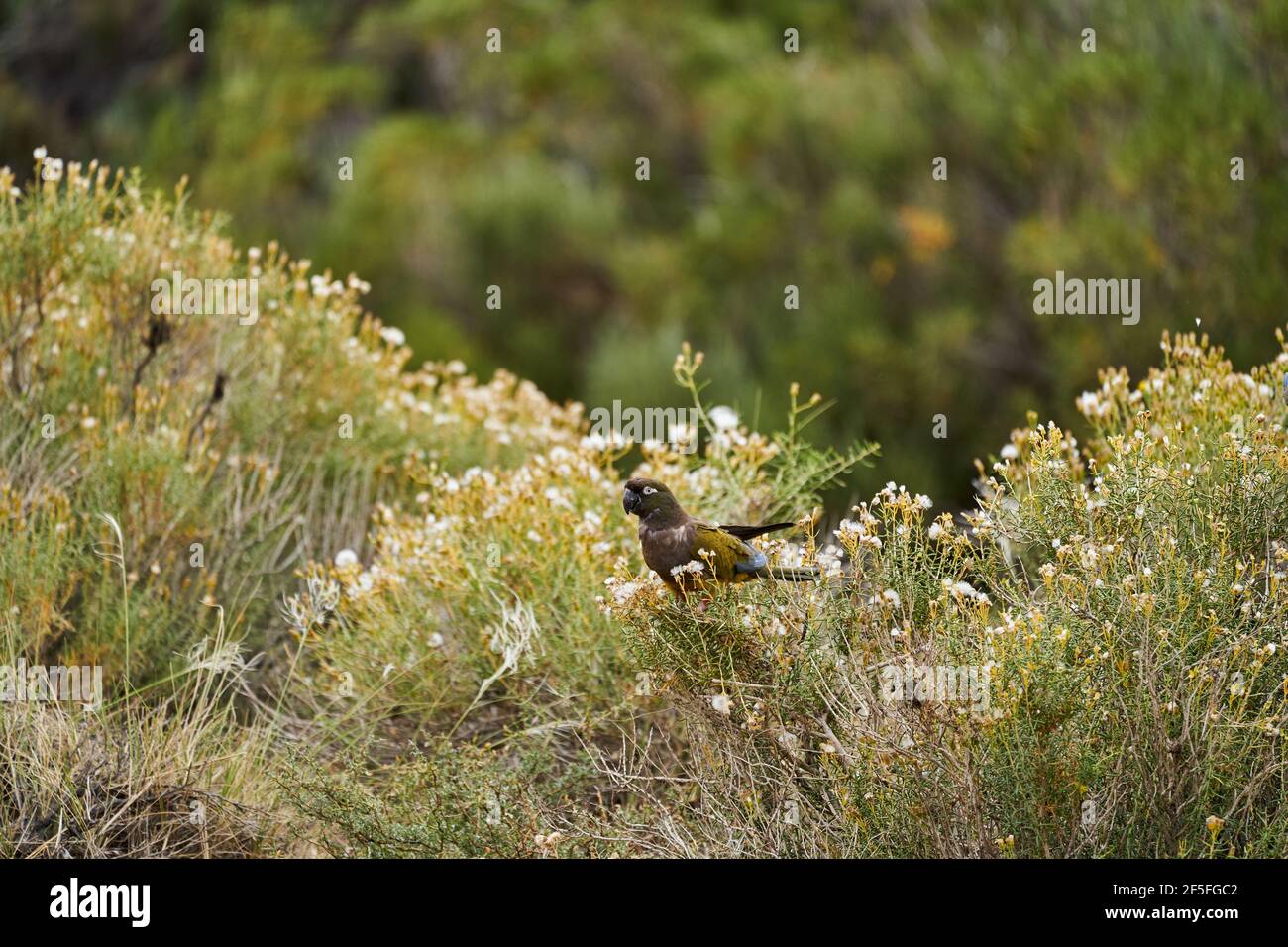 Flock of burrowing parrot, Cyanoliseus patagonus, also known as ...