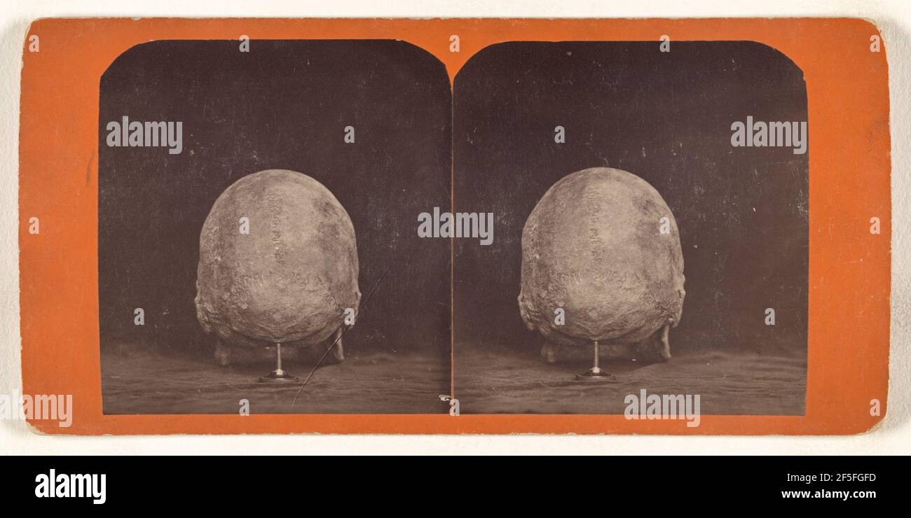 Posterior View of a Cranium. From an ancient tumulus near Fort ...
