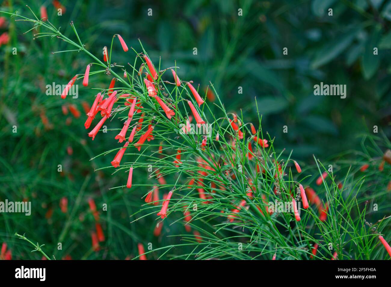Needle bush hi-res stock photography and images - Alamy