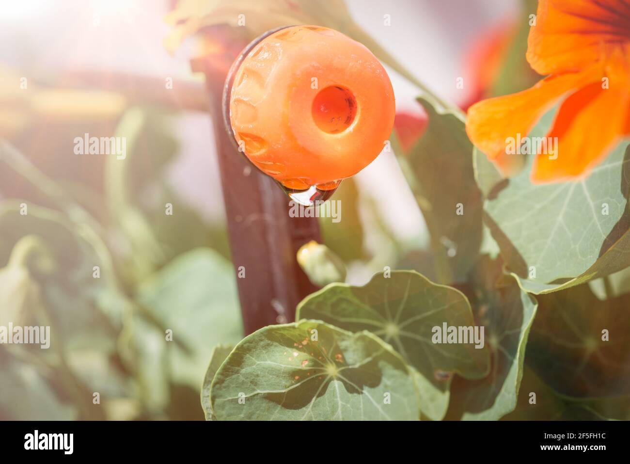 Micro drip irrigation system. Close up of an adjustable drip head in a ...