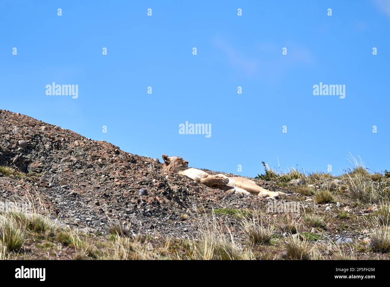 Puma concolor, cougar or mountain lion is a large wild cat of the ...