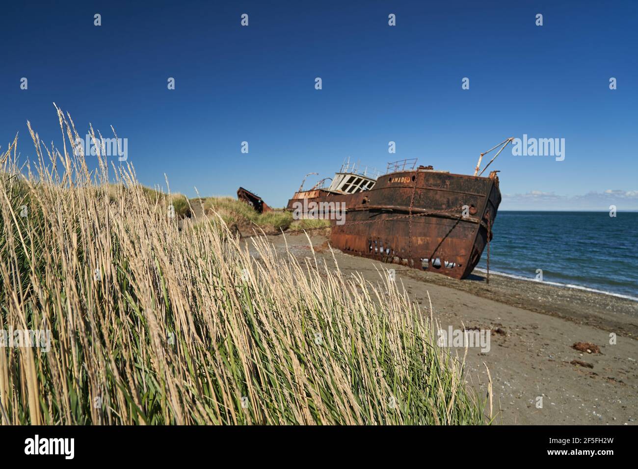 Rotten carcass hi-res stock photography and images - Alamy