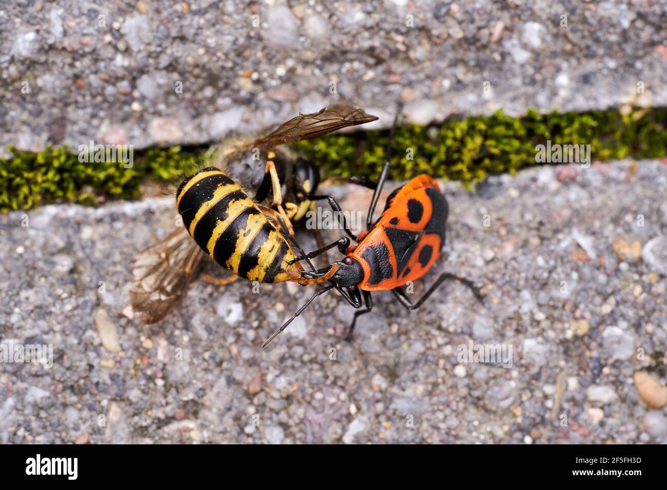 Vespula germanica, European wasp, German wasp, or German yellowjacket ...