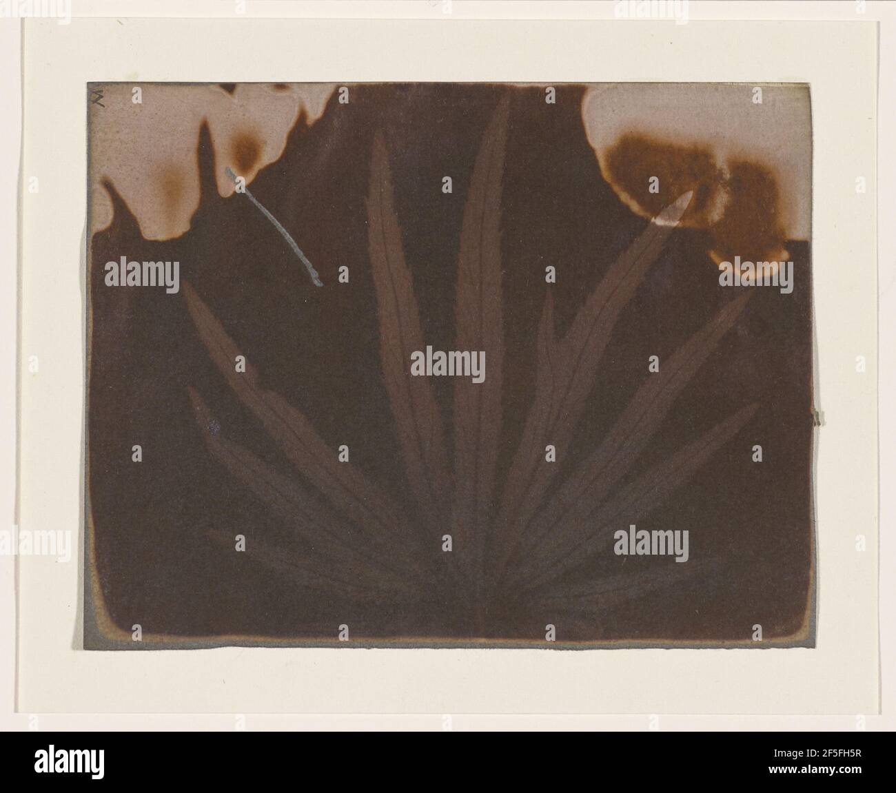 Hornbeam Leaf. William Henry Fox Talbot (English, 1800 - 1877 Stock ...