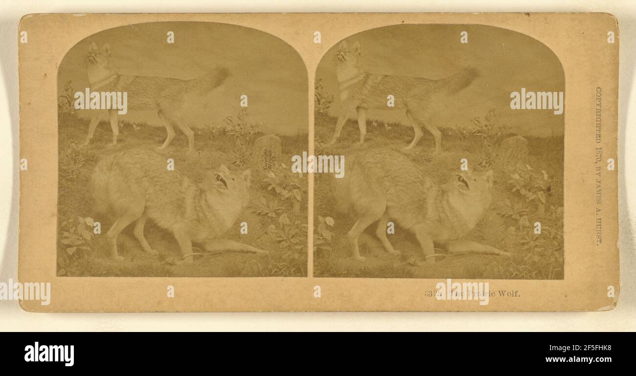 The Prairie Wolf.. Benjamin West Kilburn (American, 1827 - 1909 Stock ...