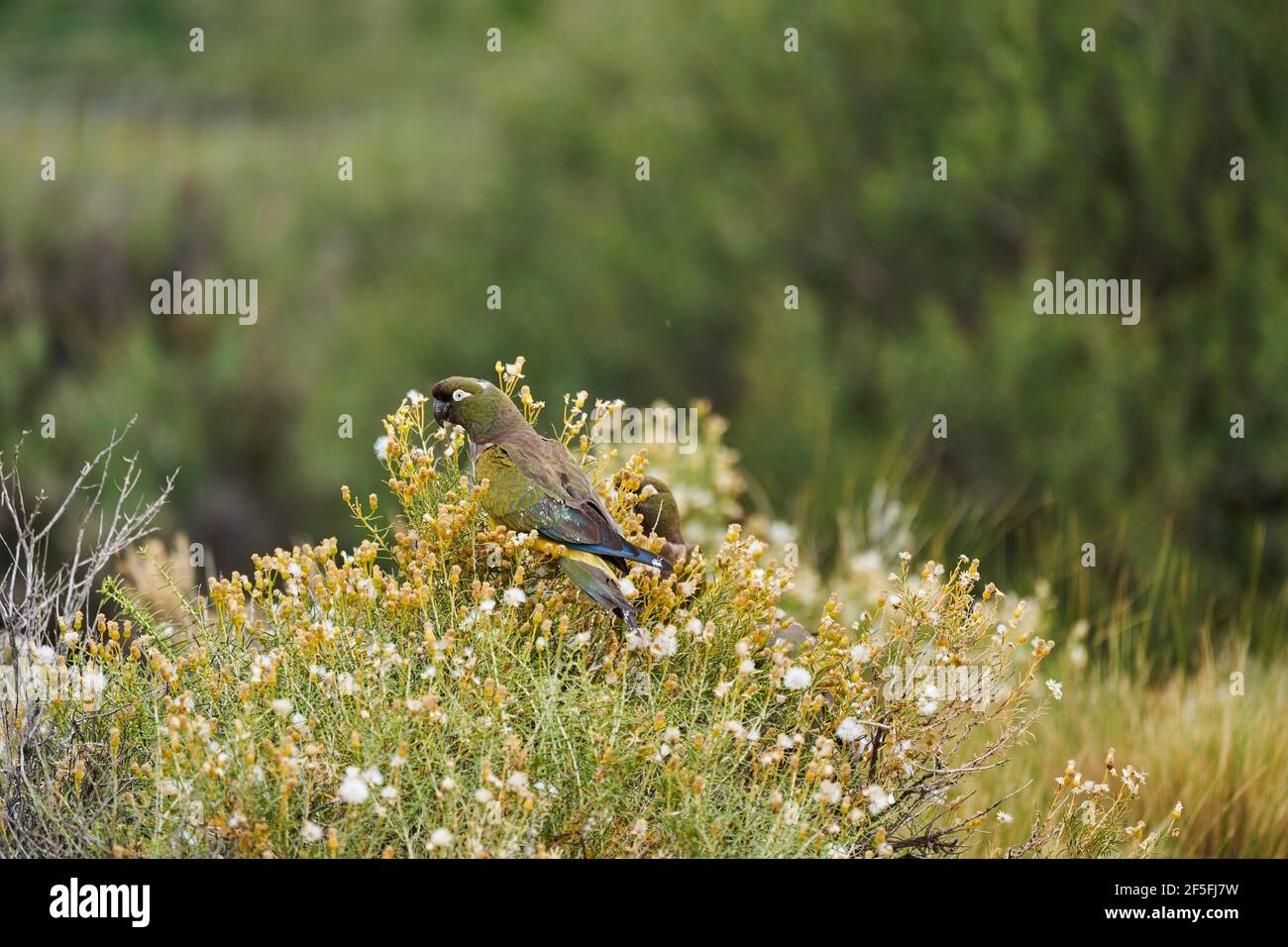 Flock of burrowing parrot, Cyanoliseus patagonus, also known as ...