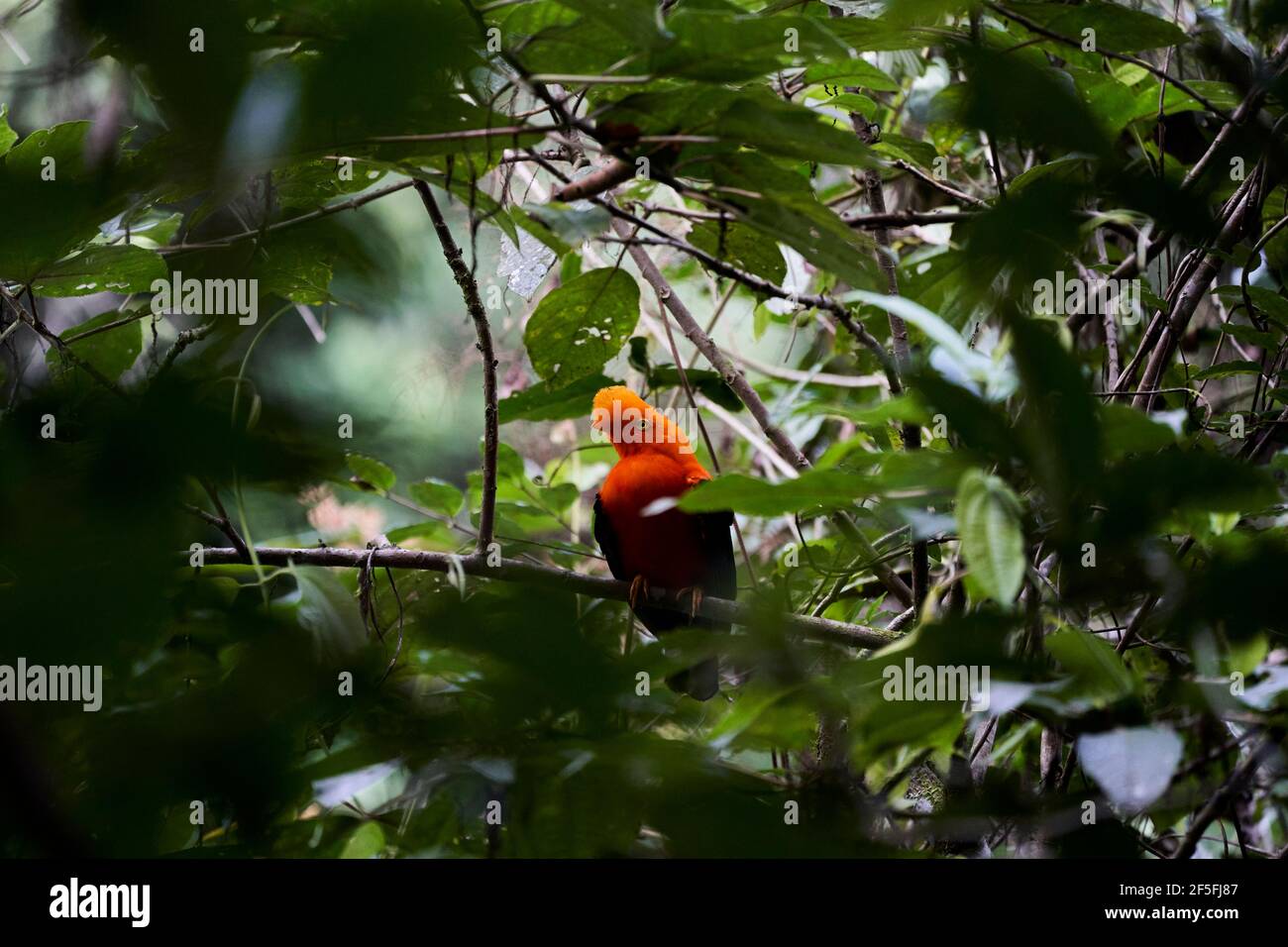 Male Andean cock of the rock, Rupicola peruvianus, also tunki, is a ...
