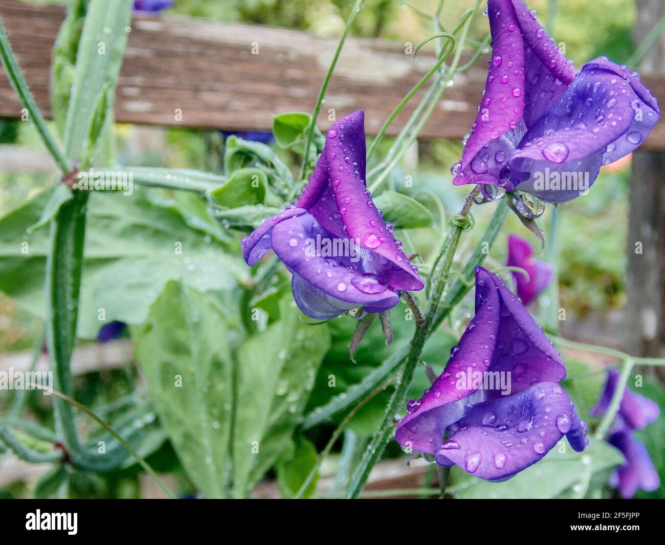 A cluster of vibrant purple sweet pea flowers, wet with raindrops and ...