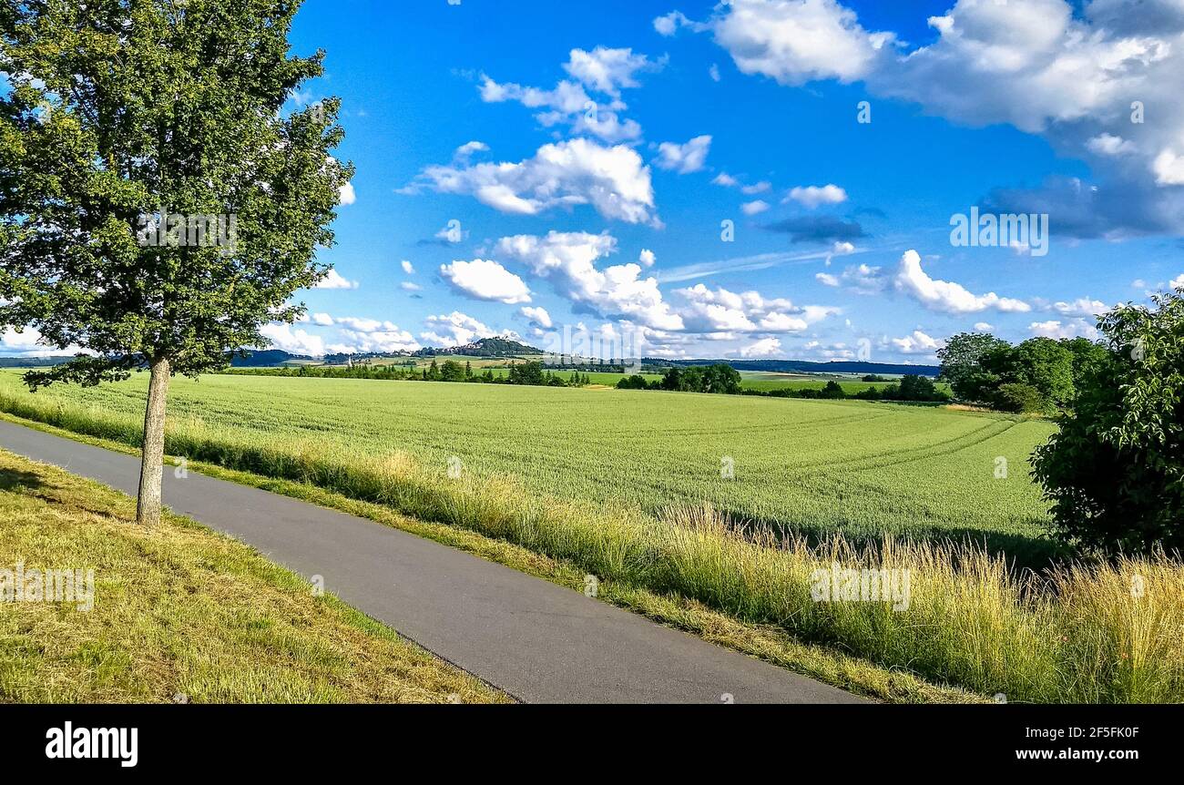 landscape with bicycle path through green agricultural fields with tree ...