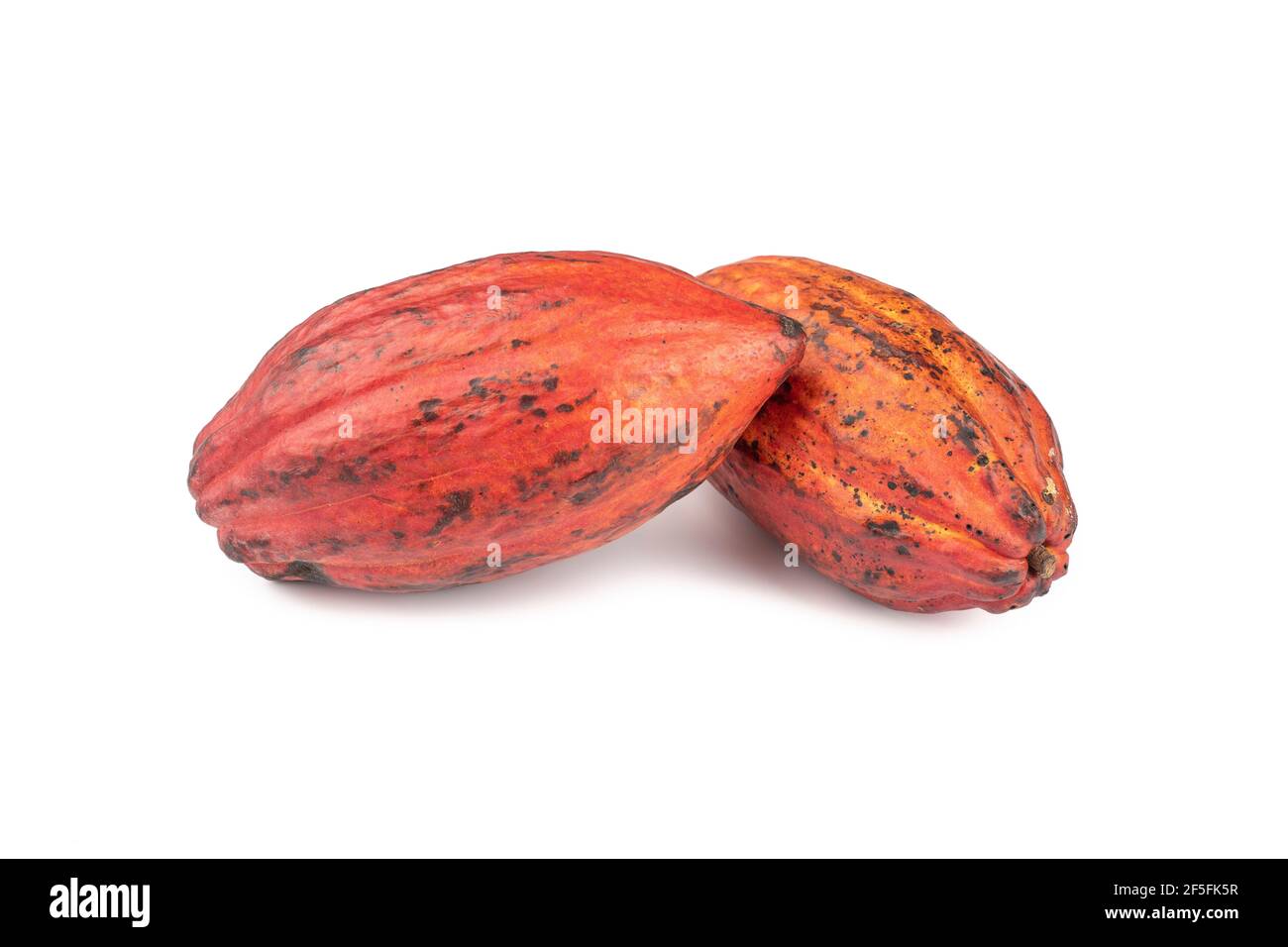 Red cocoa fruits isolated over white background Stock Photo - Alamy