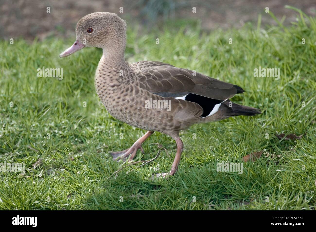An Endangered Bernier's Teal, Anas bernieri Stock Photo - Alamy