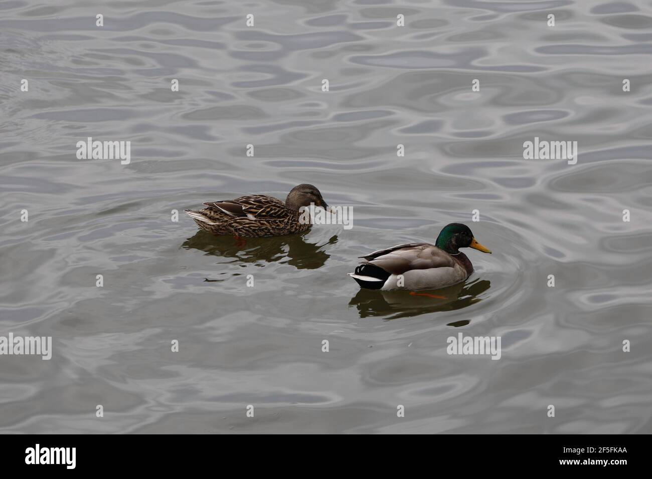 Pair of mallards swimming hi-res stock photography and images - Alamy