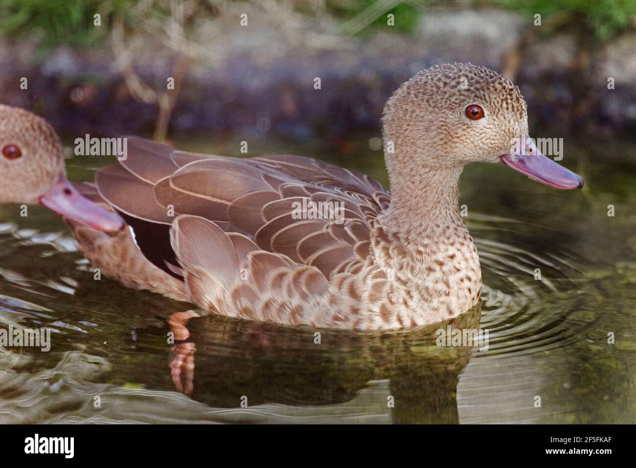 View of the rare Bernier's Teal, Anas bernieri Stock Photo - Alamy