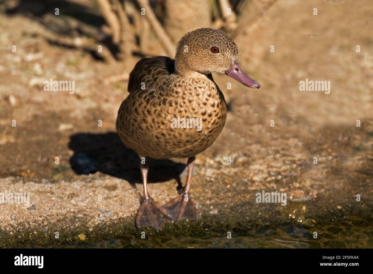 View of the endangered Bernier's Teal, Anas bernieri Stock Photo - Alamy