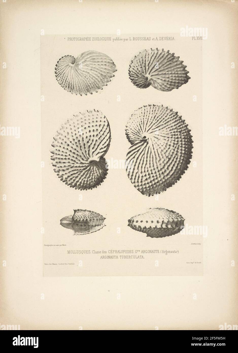 Cephalopod study hi-res stock photography and images - Alamy