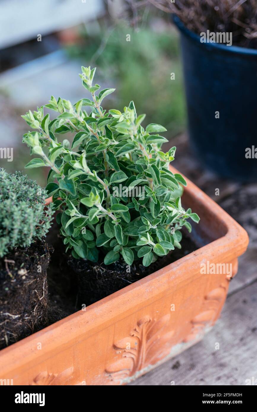 Origanum vulgare container hi-res stock photography and images - Alamy