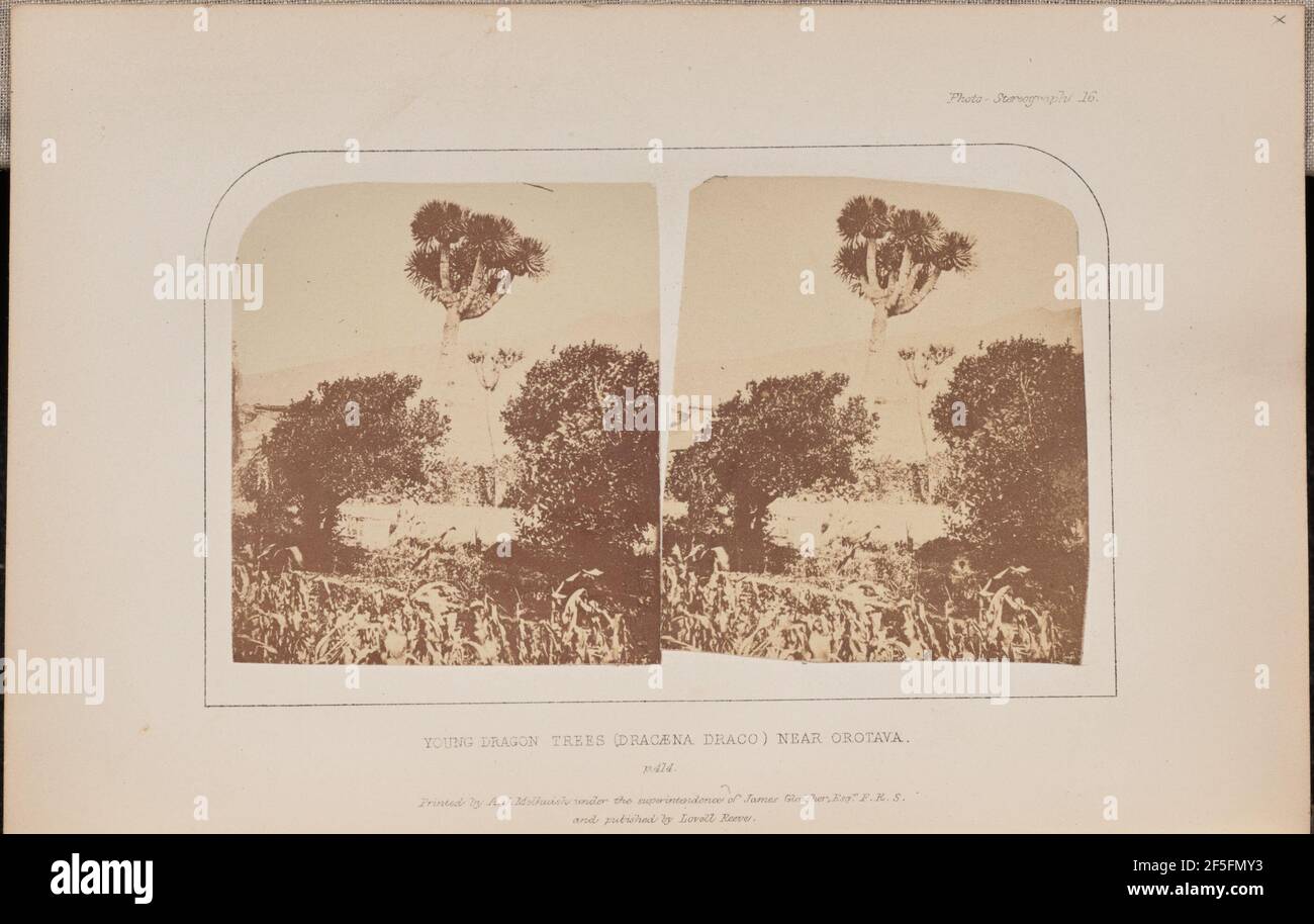 Young Dragon Trees High Resolution Stock Photography and Images - Alamy