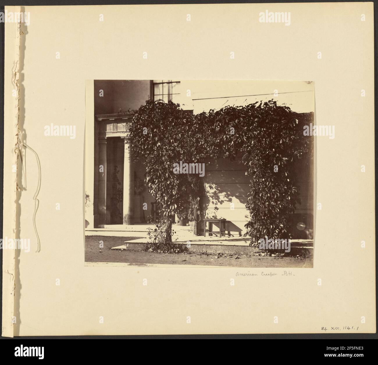 American Creeper, Blake Hall. Alfred Capel-Cure (British, 1826 - 1896 ...