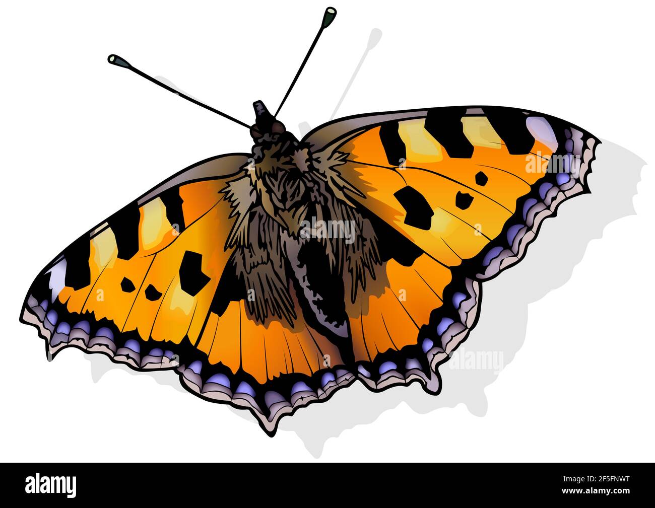 Tortoiseshell Stock Vector Images - Alamy