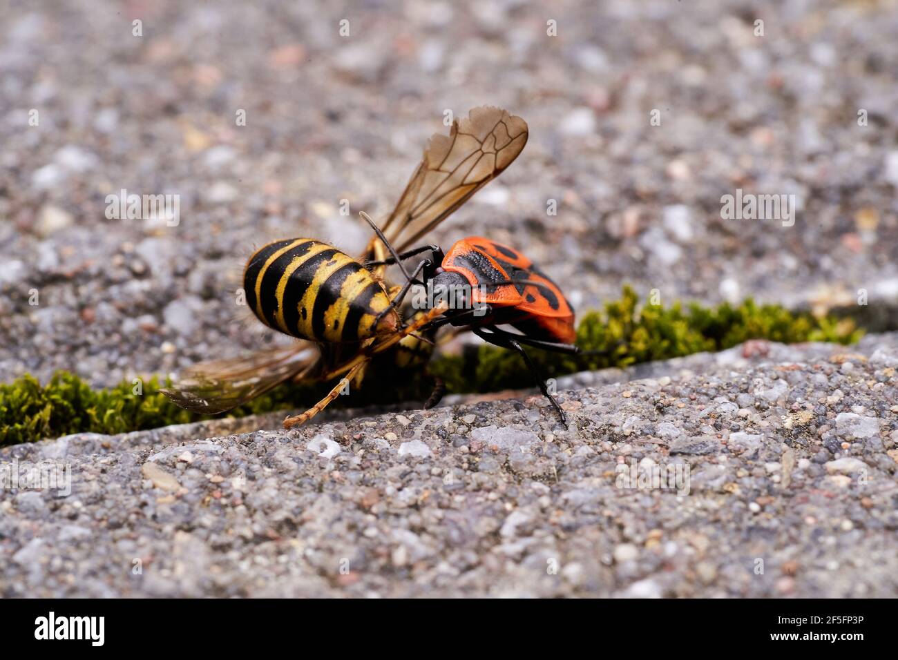 European Wasp