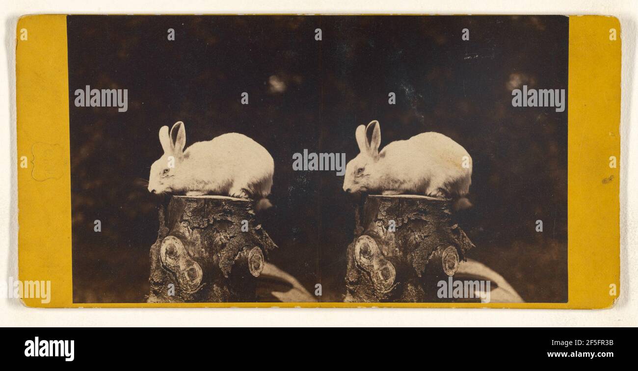 Rabbit on tree stump. G.S.P Stock Photo - Alamy