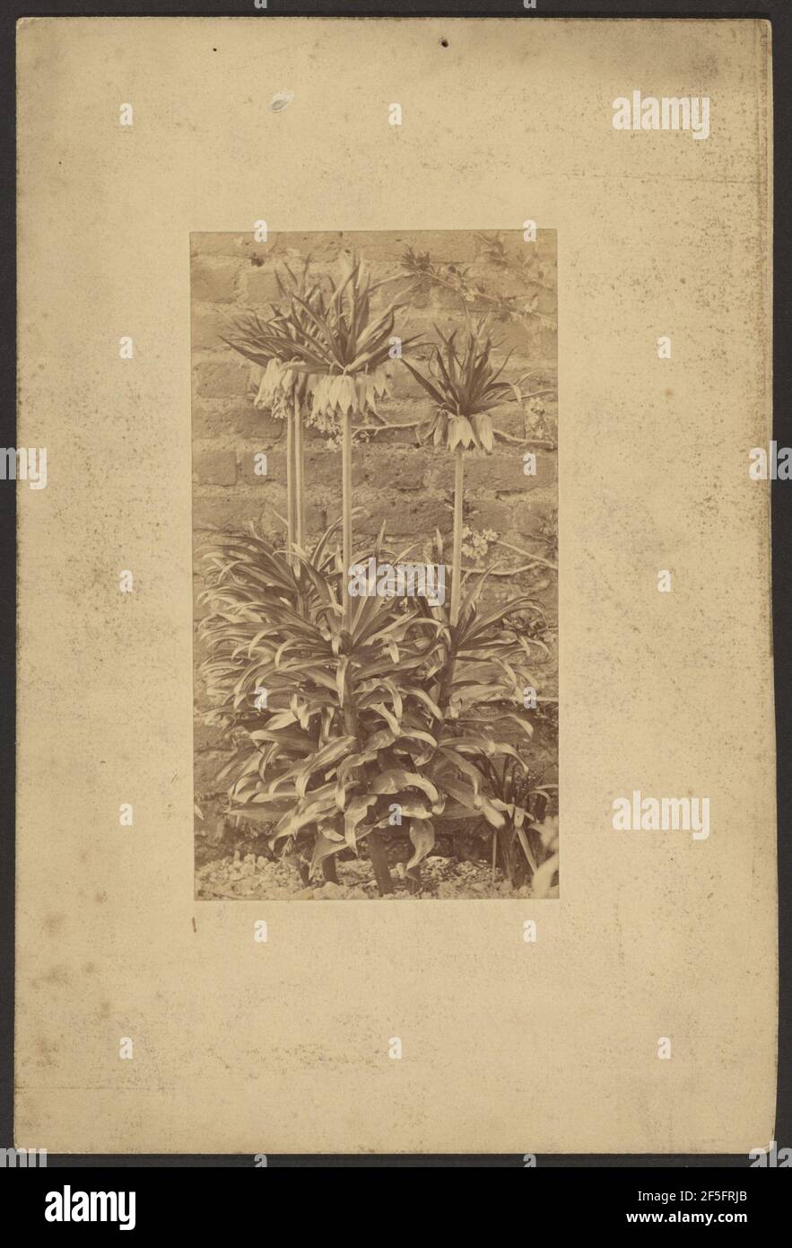 Frederick h hollyer hi-res stock photography and images - Alamy