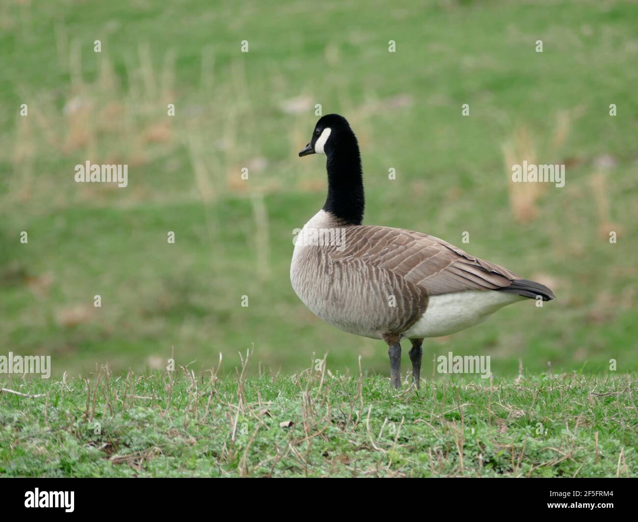 Canadian herbivores hi-res stock photography and images - Alamy
