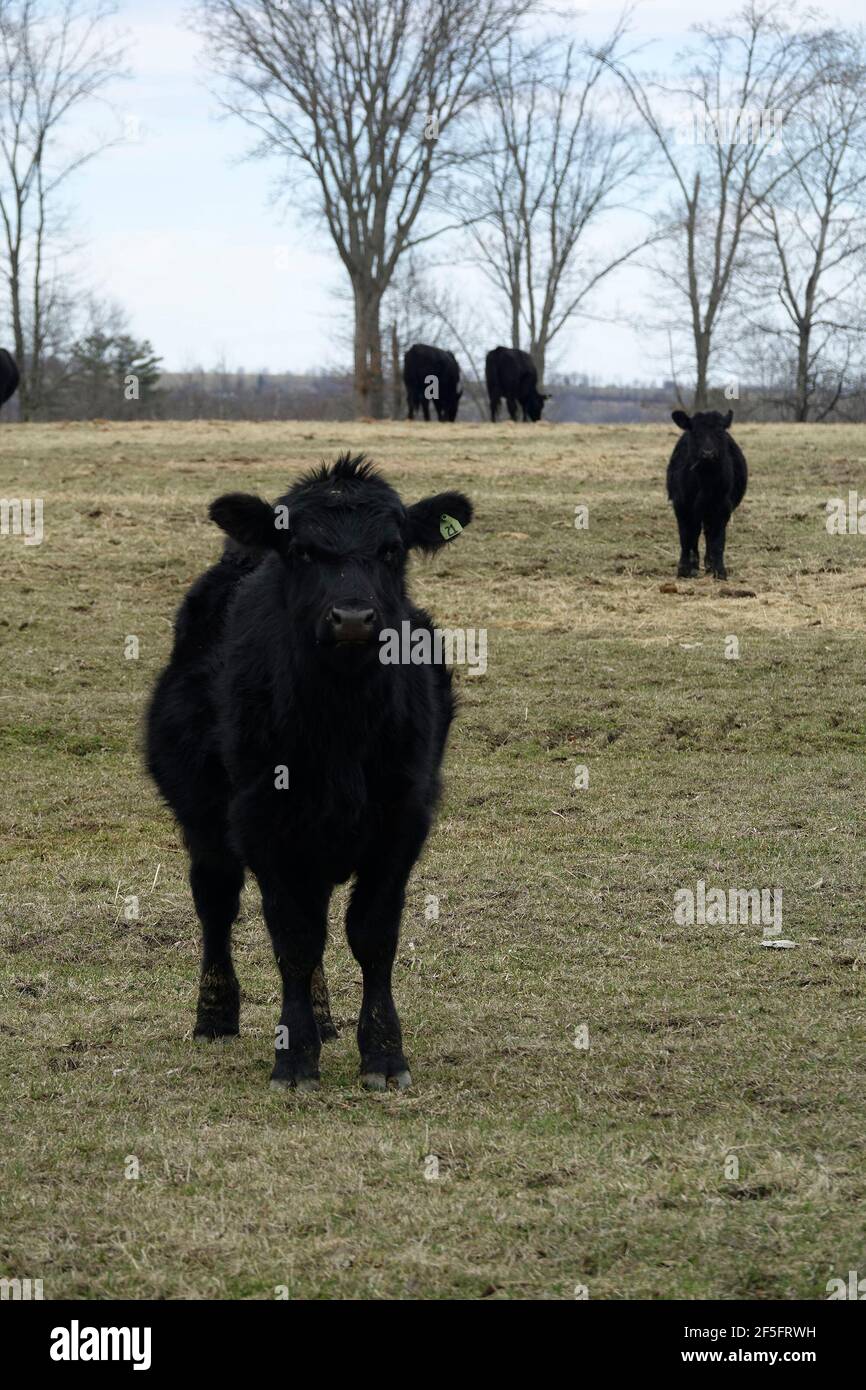 Cow roams hi-res stock photography and images - Alamy