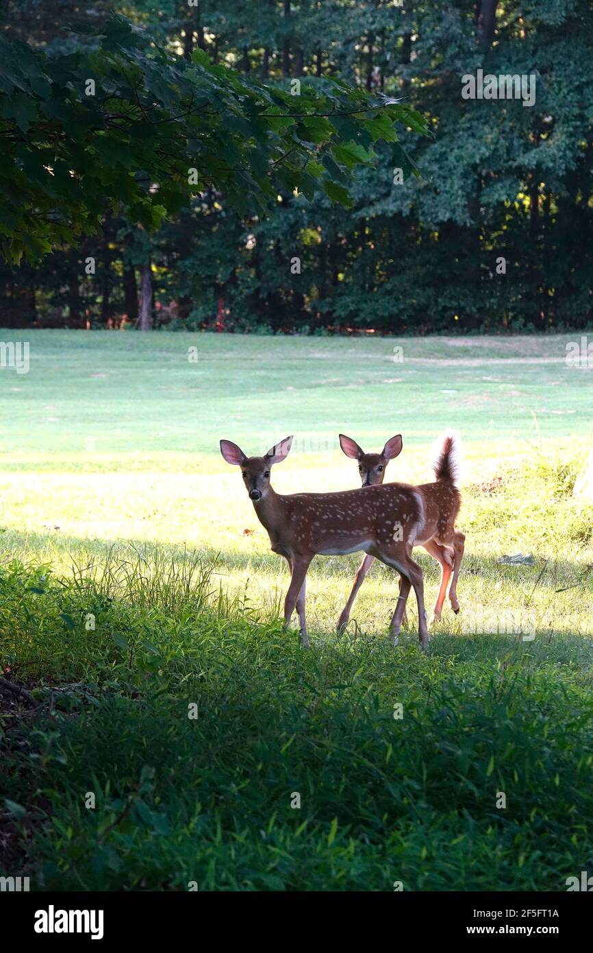 Professional photos of deer hi-res stock photography and images - Alamy