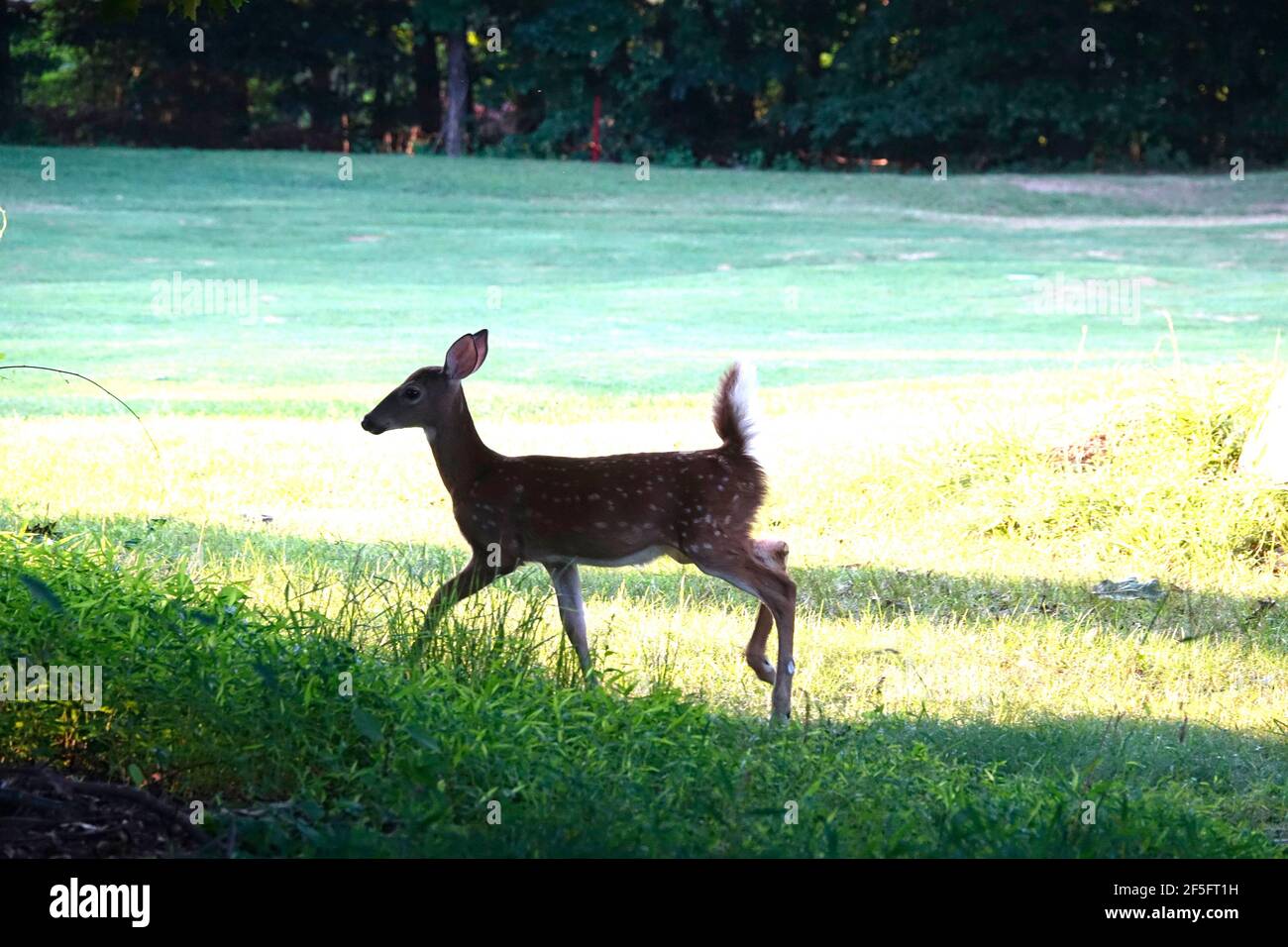 One White-Tailed Deer Prancing Across the Backyard Stock Photo - Alamy