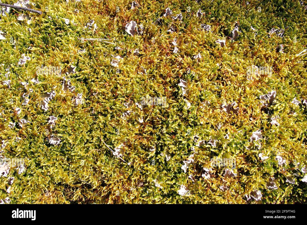 Thick carpet of moist green moss on the ground Stock Photo - Alamy