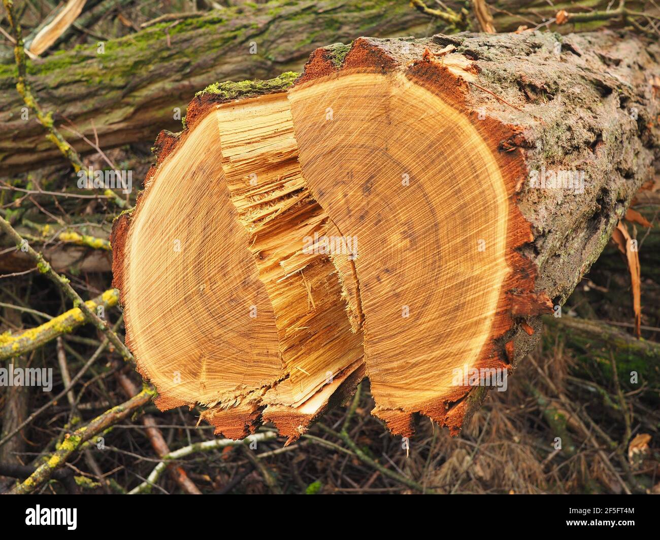 Split through the middle of a fresh cut timber log, background Germany ...