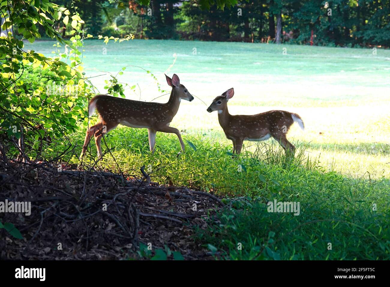 Two White-Tailed Deer Freely Roaming Outside in the Grass Stock Photo ...