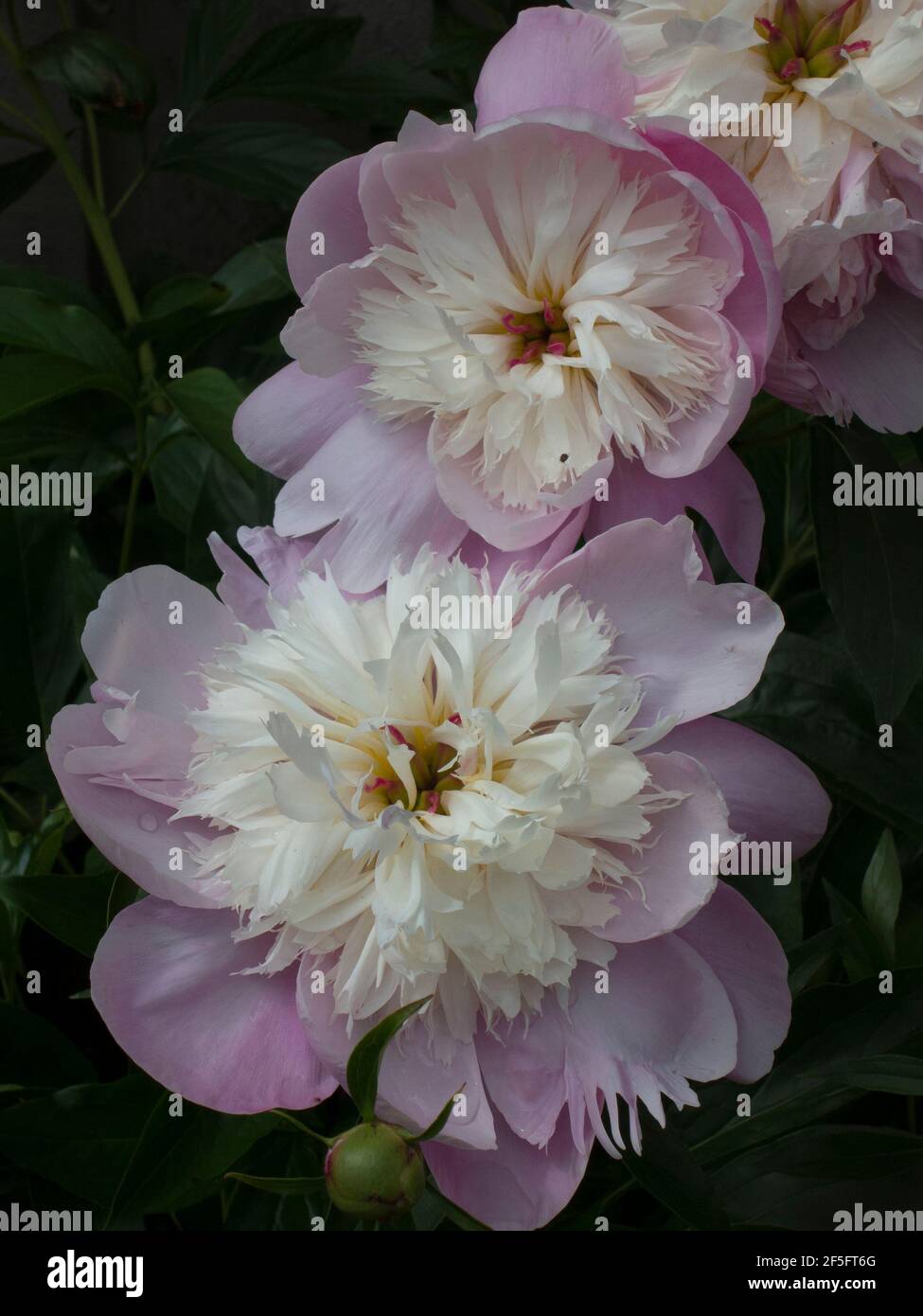 Bi-colored Bowl of Beauty Peony Light Pink Petals with White Center ...