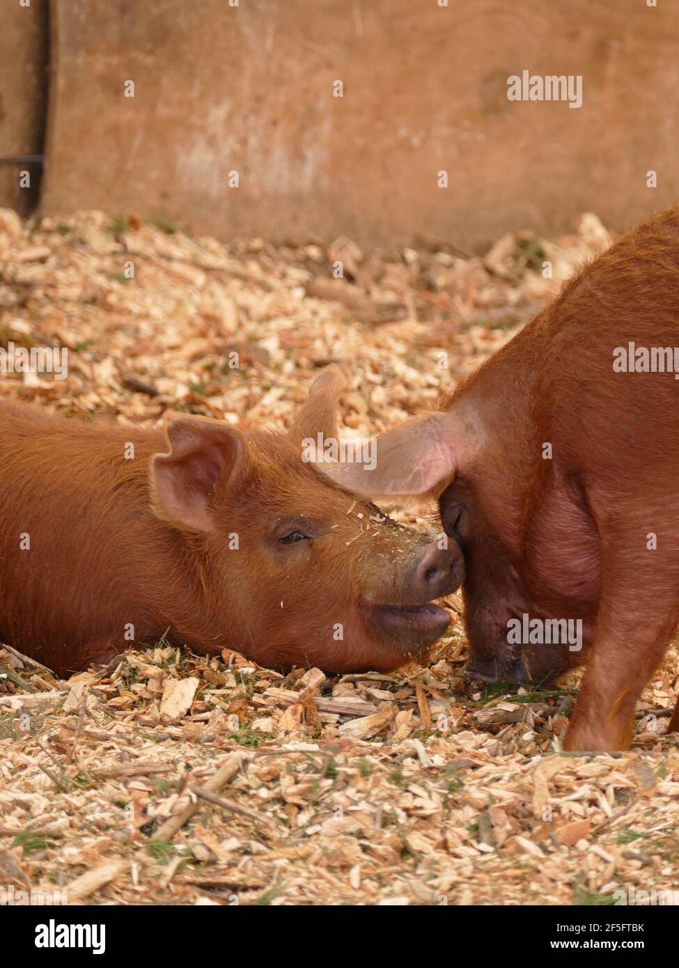 Two Brown Pigs Laying on Hay Inside a Barn Stock Photo - Alamy