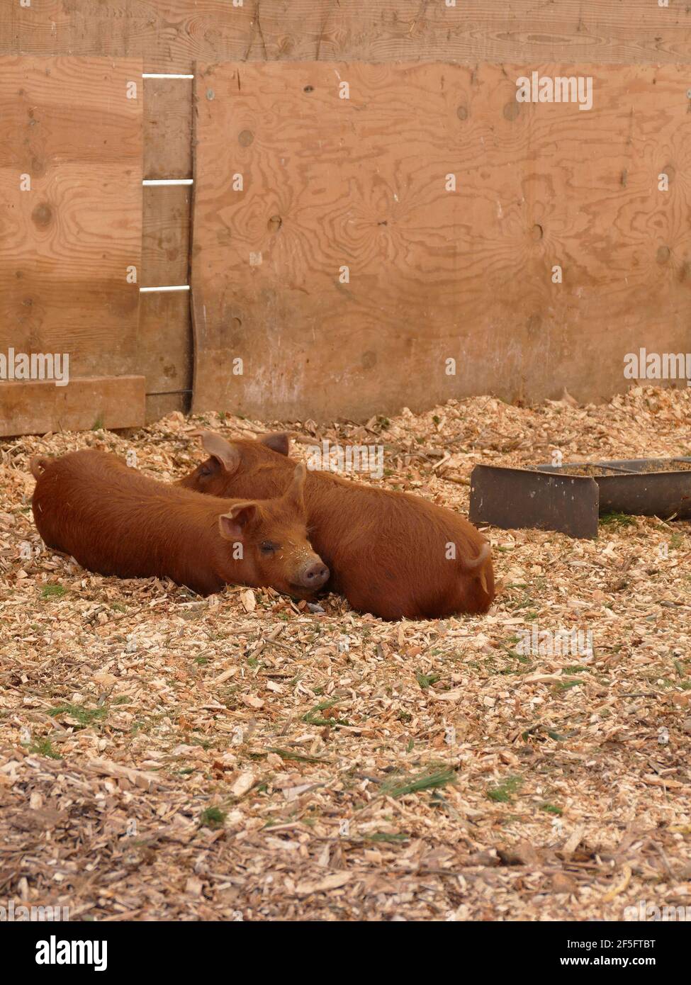 Two Brown Pigs Laying on Hay Inside a Barn Stock Photo - Alamy